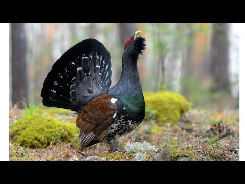 Таксидермия . Изготовление чучела глухаря #1 - YouTube