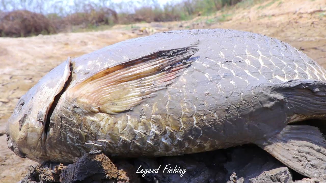 Finding & Catching Giant Fish Under Dry Mud Video From Legend Fishing ...