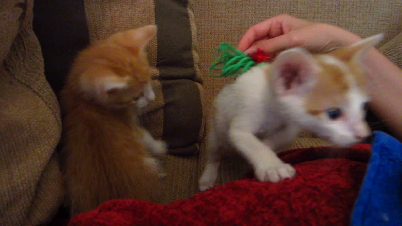 Cuddling With Two Kittens on the Couch - 4 Weeks Old - Peaches & Cream ...