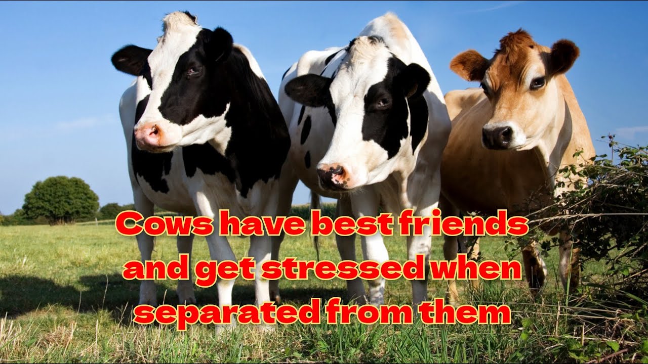 Did you know Cows have best friends and get stressed when separated ...