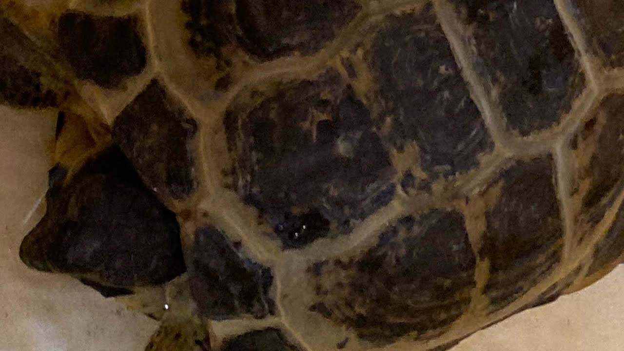 All about my tortoise (my tortoise video clips) - YouTube