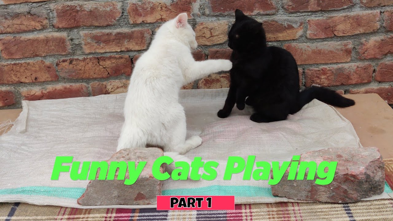 Funny Cats Playing | Part 1 - YouTube