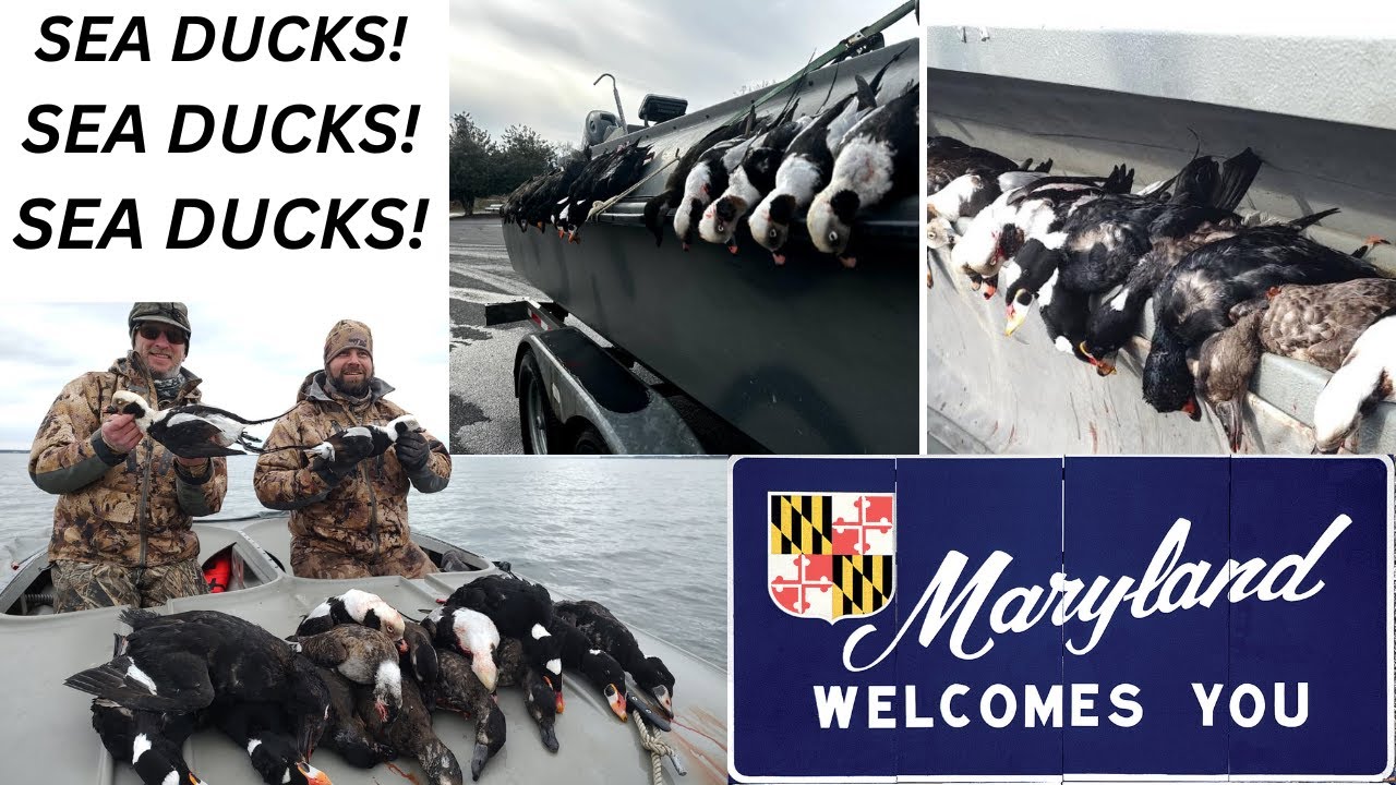 Duck Hunting, Maryland Sea Ducks in Layout - YouTube