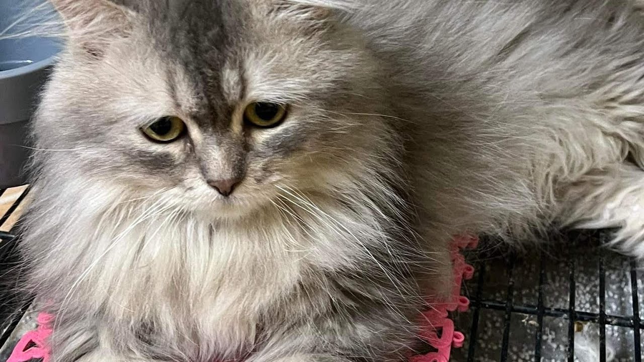 Ang takaw ng mga Pusang ito😁 - YouTube