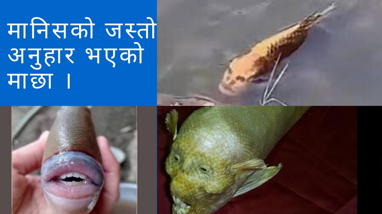 fish with human face | मानिसको जस्तो अनुहार भएको माछा । - YouTube