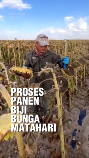 Panen Kuaci Manual | Proses Tradisional yang Masih Efektif #shorts # ...