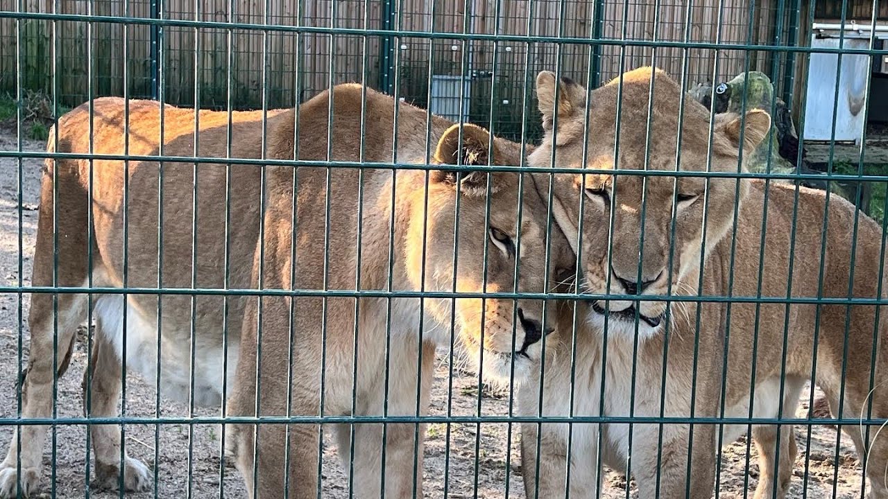 Footage of the Lions and Tigers at The Wildheart Animal Sanctuary, Isle ...