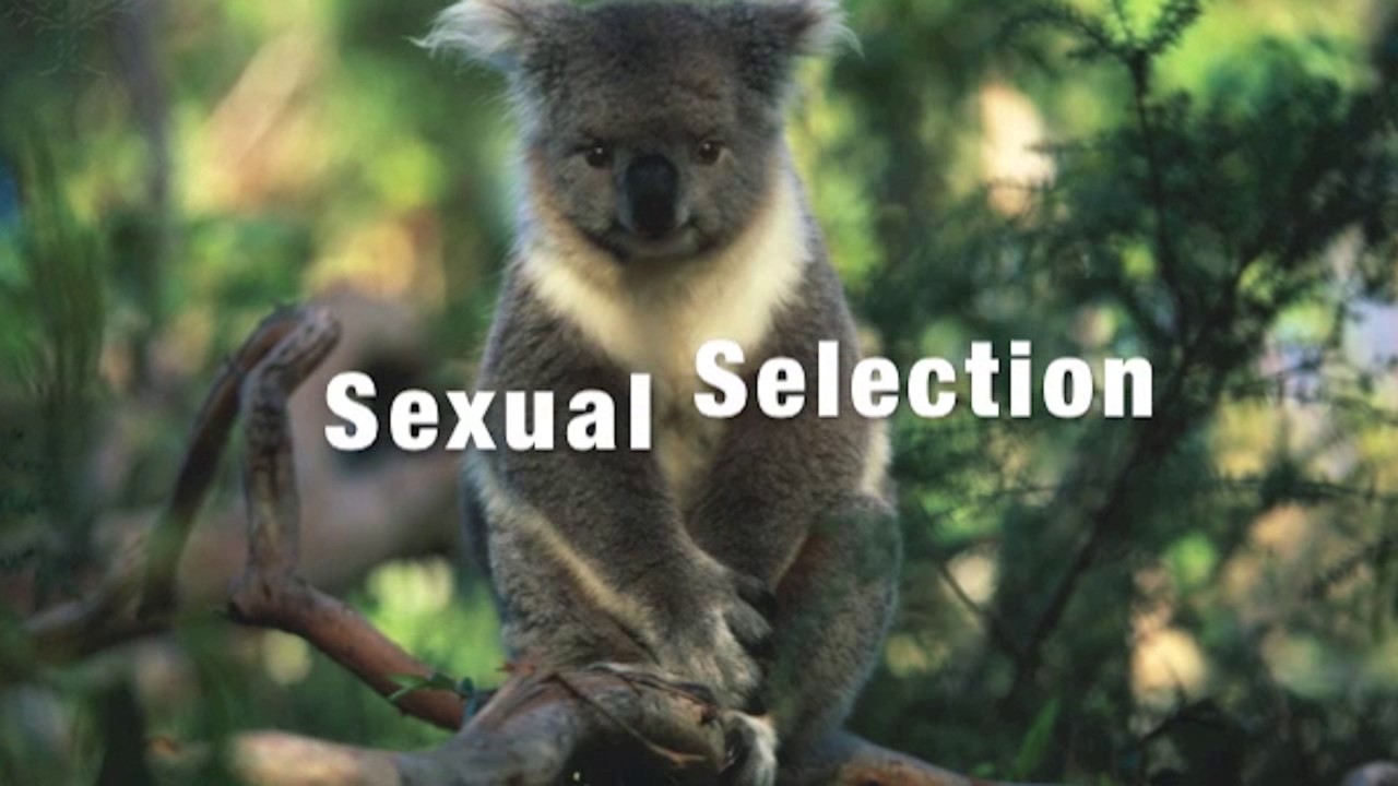 KOALA EVOLUTION - YouTube