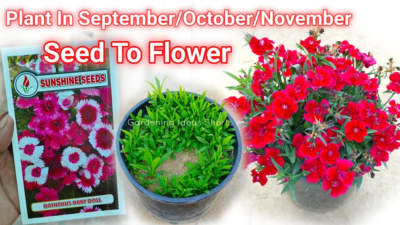 Dianthus Plant From Seeds To Flower Update / How To Grow Dianthus Plant ...