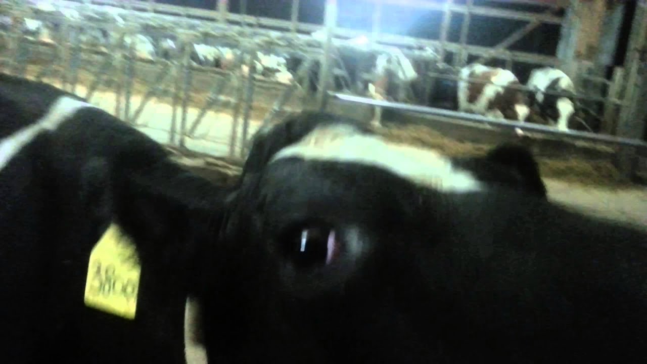 IRL Farm Simulator Cow in heat lol - YouTube