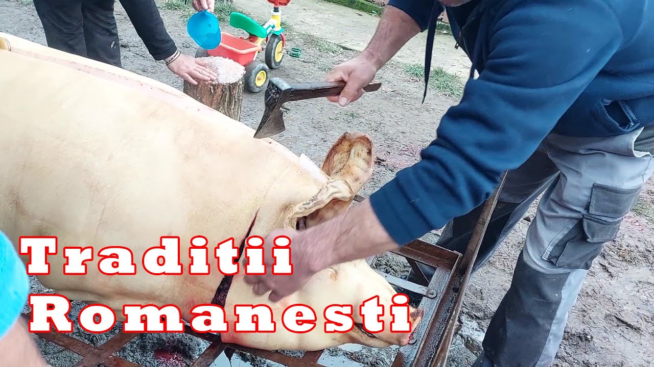 🐷 Taierea porcului. Obiceiuri traditionale, taierea capului porcului ...