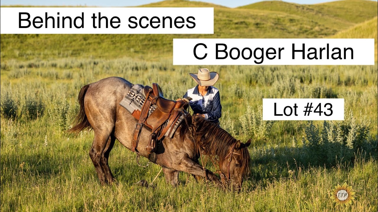 C Booger Harlan Lot #23 RQHBA Sale Aug 28, 2022 Behind the scenes - YouTube