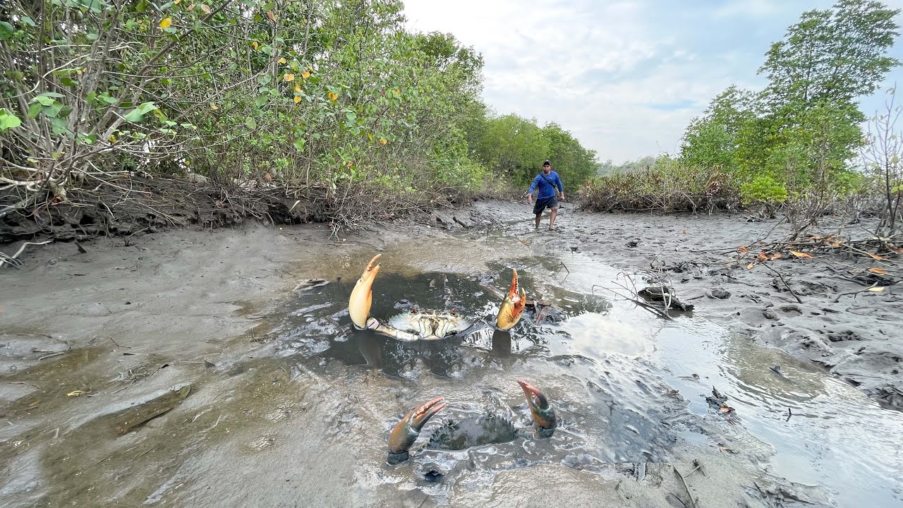 Amazing Catching A Lot Of Huge Mud Crabs at The Sea Swamp after Water ...