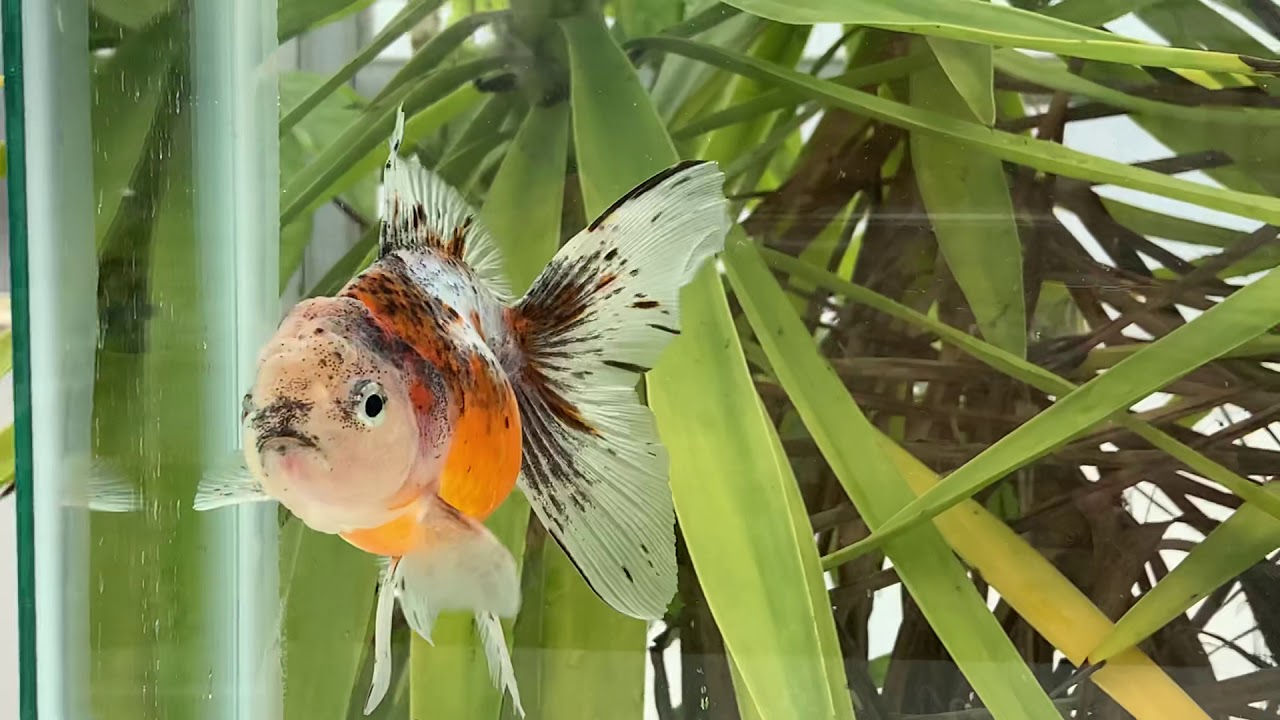 3084 Kirin oranda - YouTube