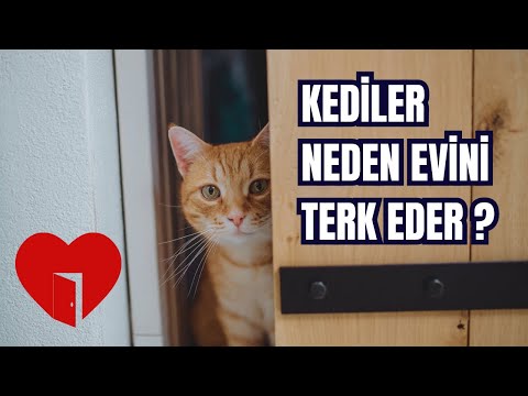 Kediler Neden Evlerini Terk Edip Geri Dönmezler? | Kedilerin Evden Gitmesinin Şaşırtıcı Sebepleri