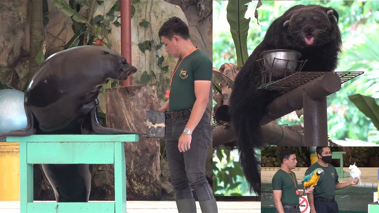 Zoo Negara Malaysia - Multi-animal Show - YouTube