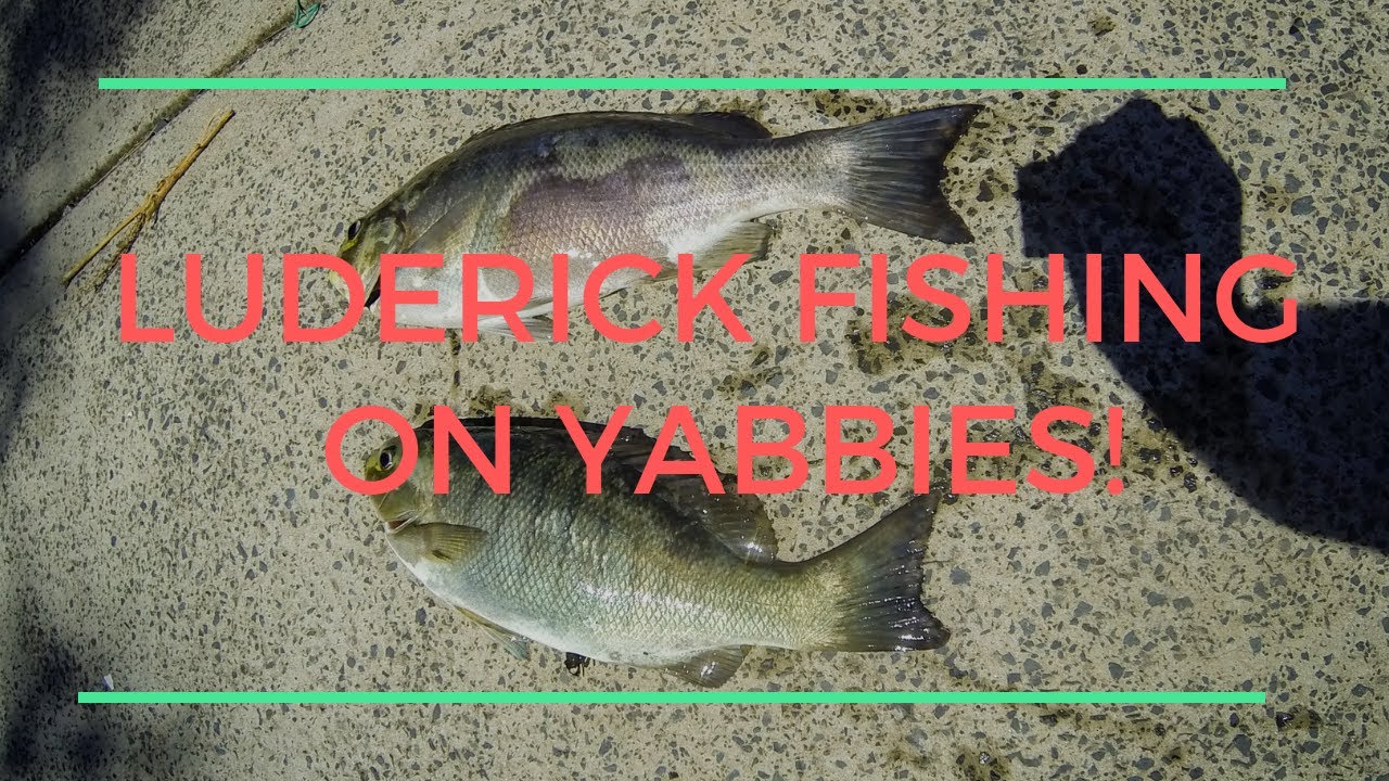 Luderick Fishing and Surfing the South Coast, Australia - YouTube