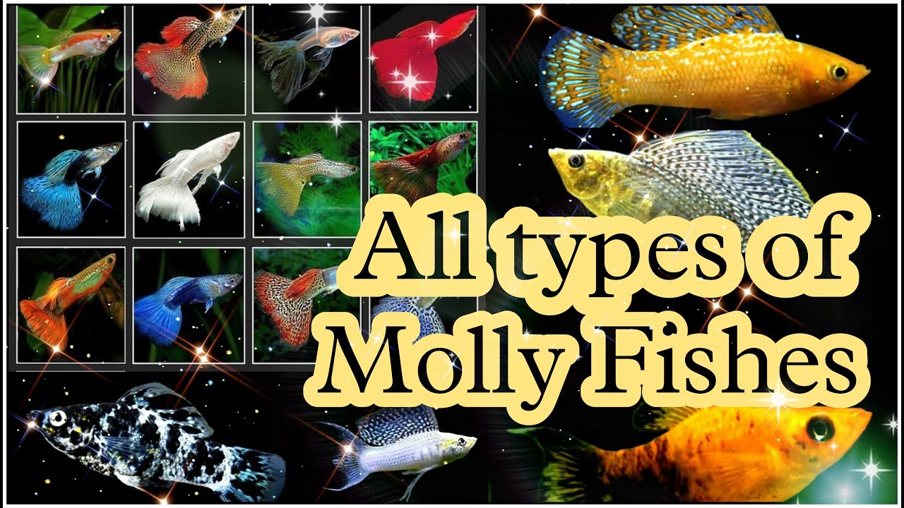 All types of Molly Fishes. 🐟🐡🐠 For your Aquarium,know in details. # ...