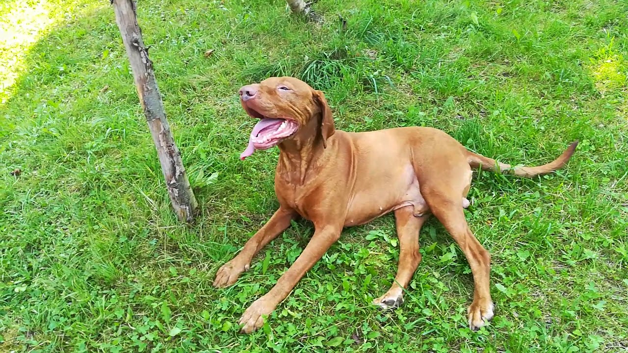 Gruia the Vizsla dog 🐶 - YouTube