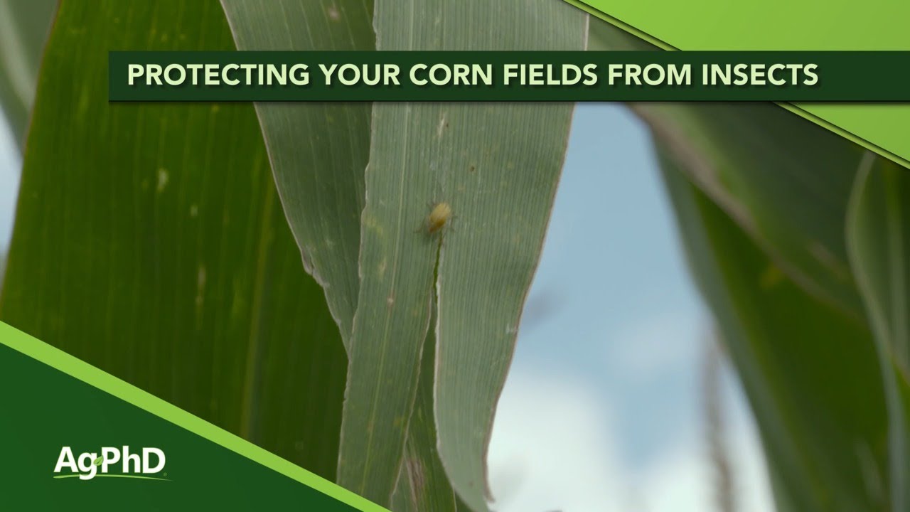 Protecting your corn fields from insects (From Ag PhD #1157 - Air Date ...