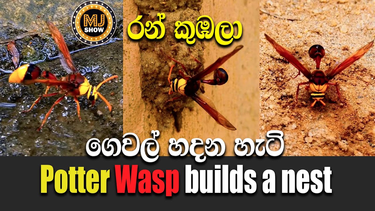 Wonders of nature | Potter Wasp builds a nest for her Young | Trials Of ...