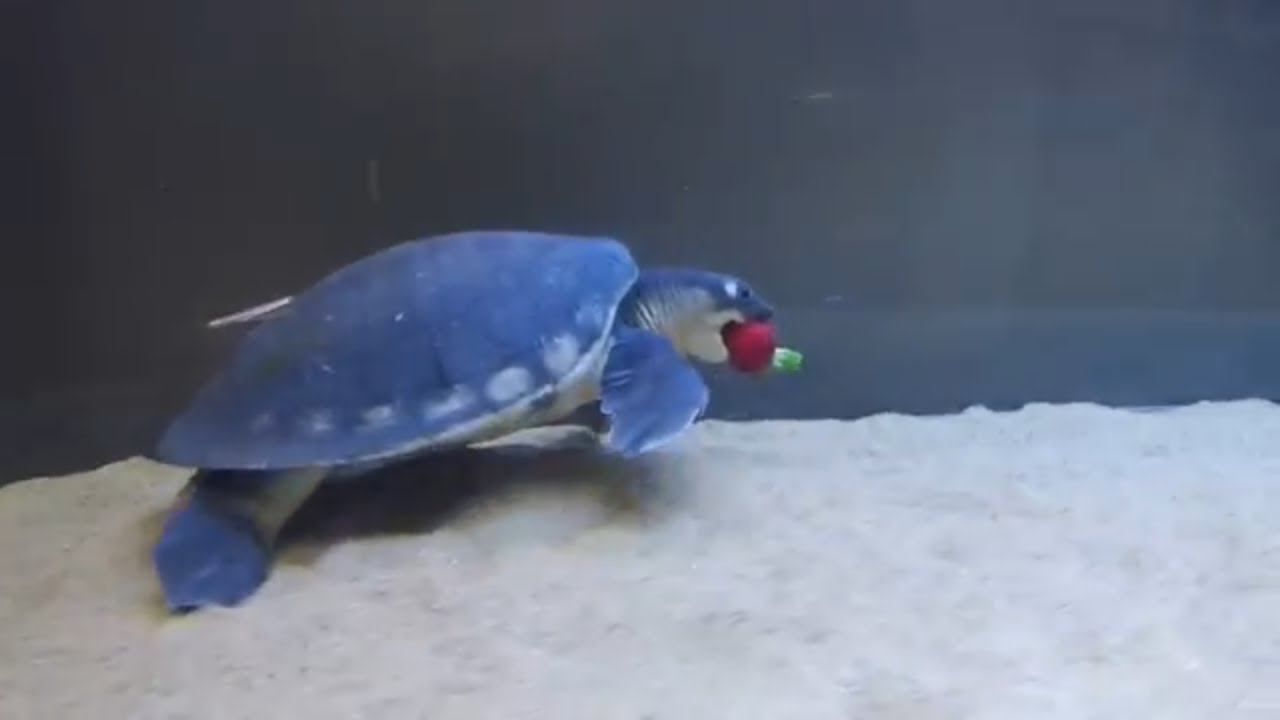 Worlds Greatest Fly River Turtle Setup - YouTube