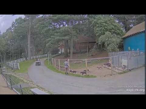 SDP Outdoor Kennel. The Pups Tire Themselves Out 🐾🐾😄 explore.org - YouTube