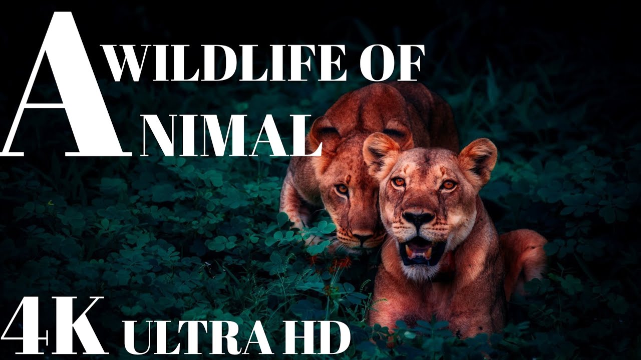 wildlife of animal 4k ultra HD -animals|amezing scene of wild animals ...