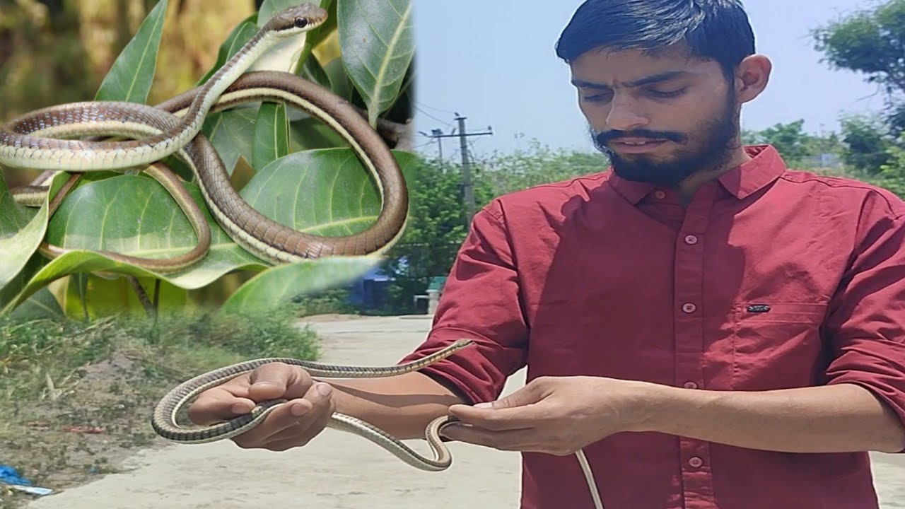 common Bronzeback tree snake (non) venomous snakes rescue in gangadhara ...