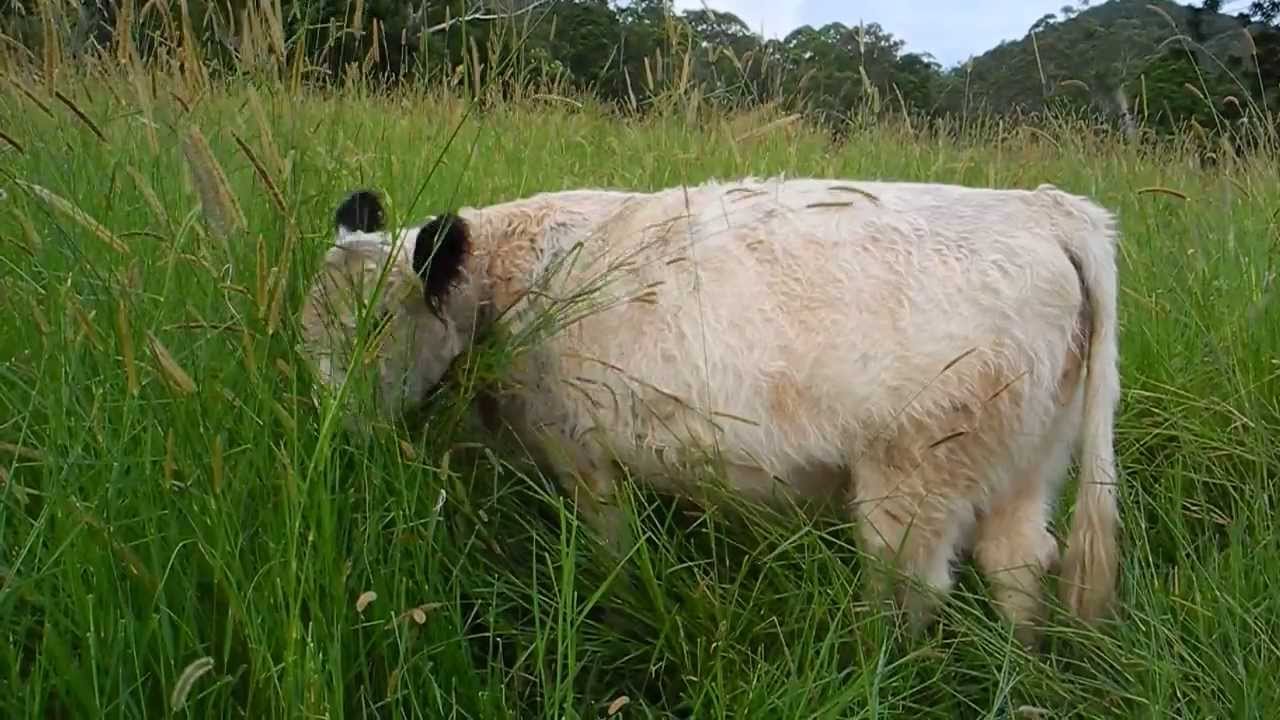 Miniature Cattle - White Galloway Purebred Cow. - YouTube