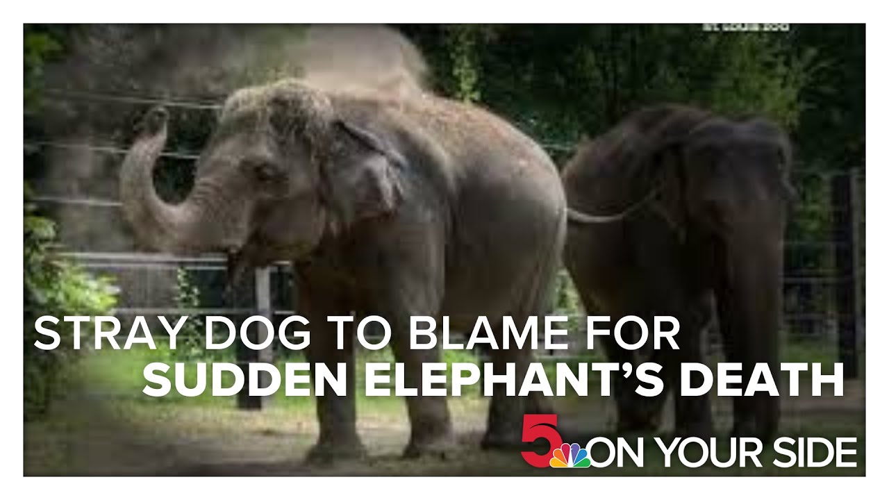 Asian elephant Rani at Saint Louis Zoo dies - YouTube
