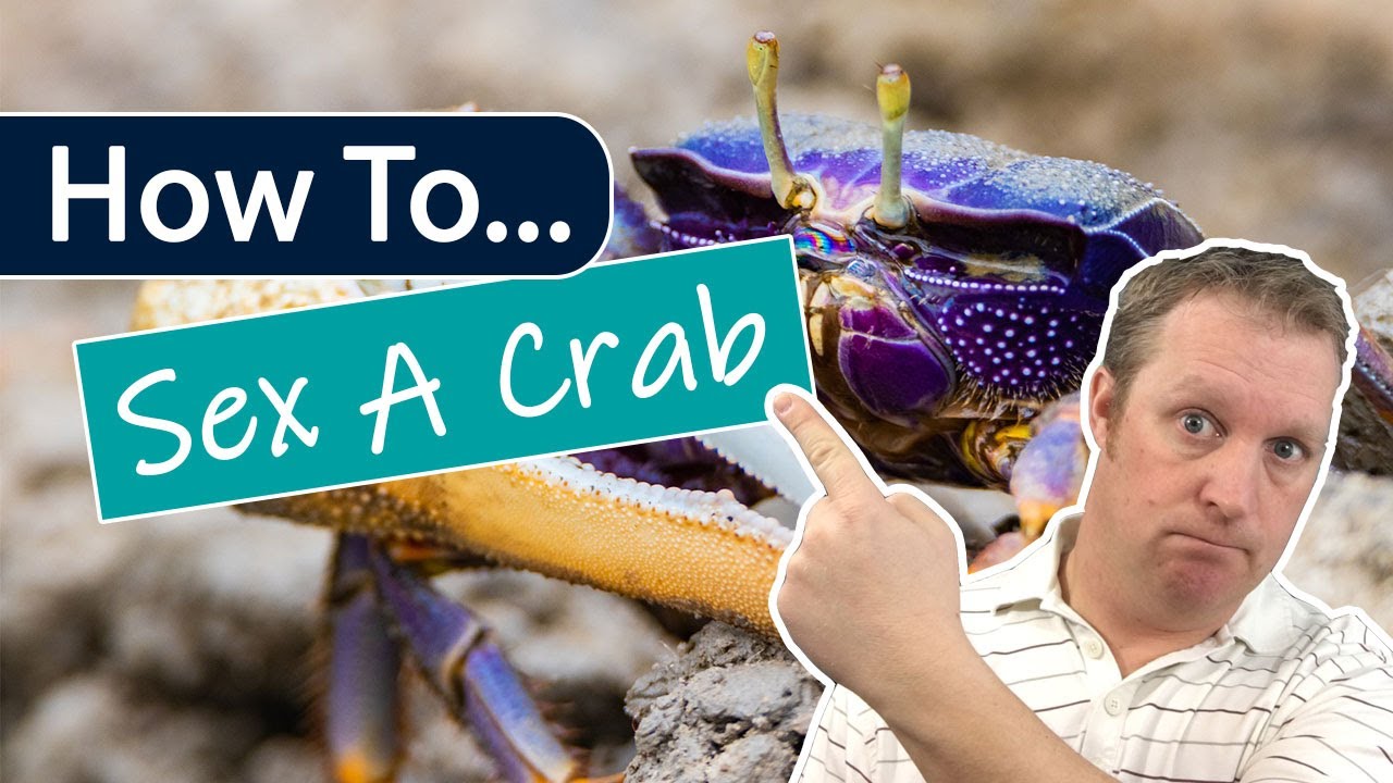 Crab Gender - How to Easily Tell In One Step - YouTube