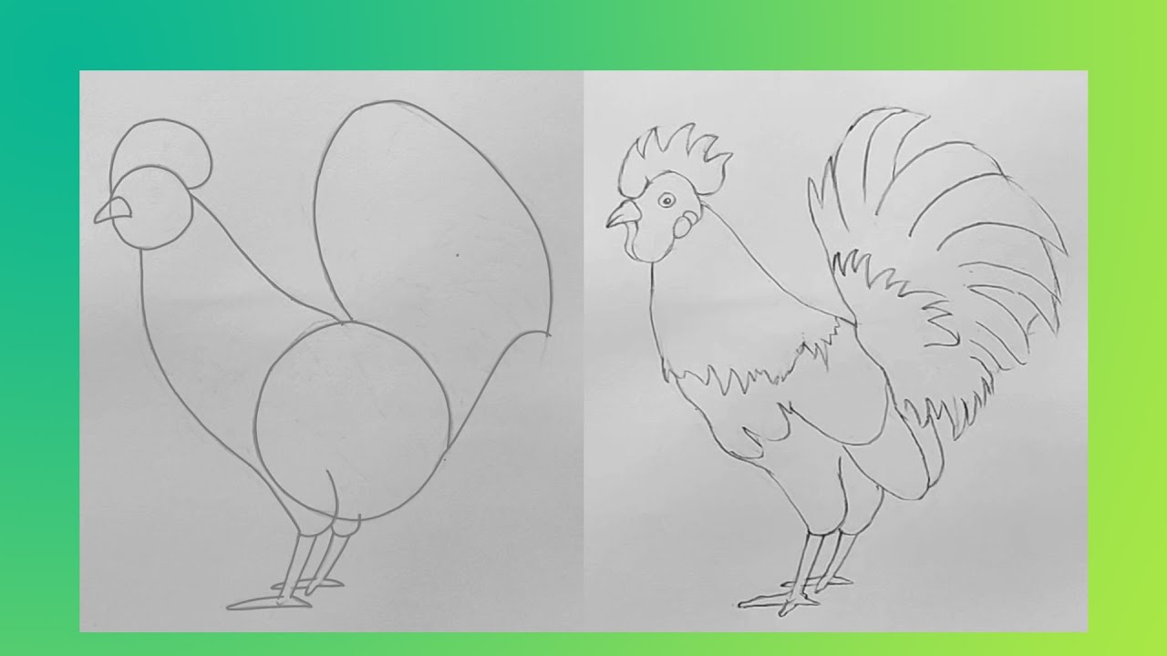 How to draw rooster for beginners | How to draw Cock | bird drawing ...
