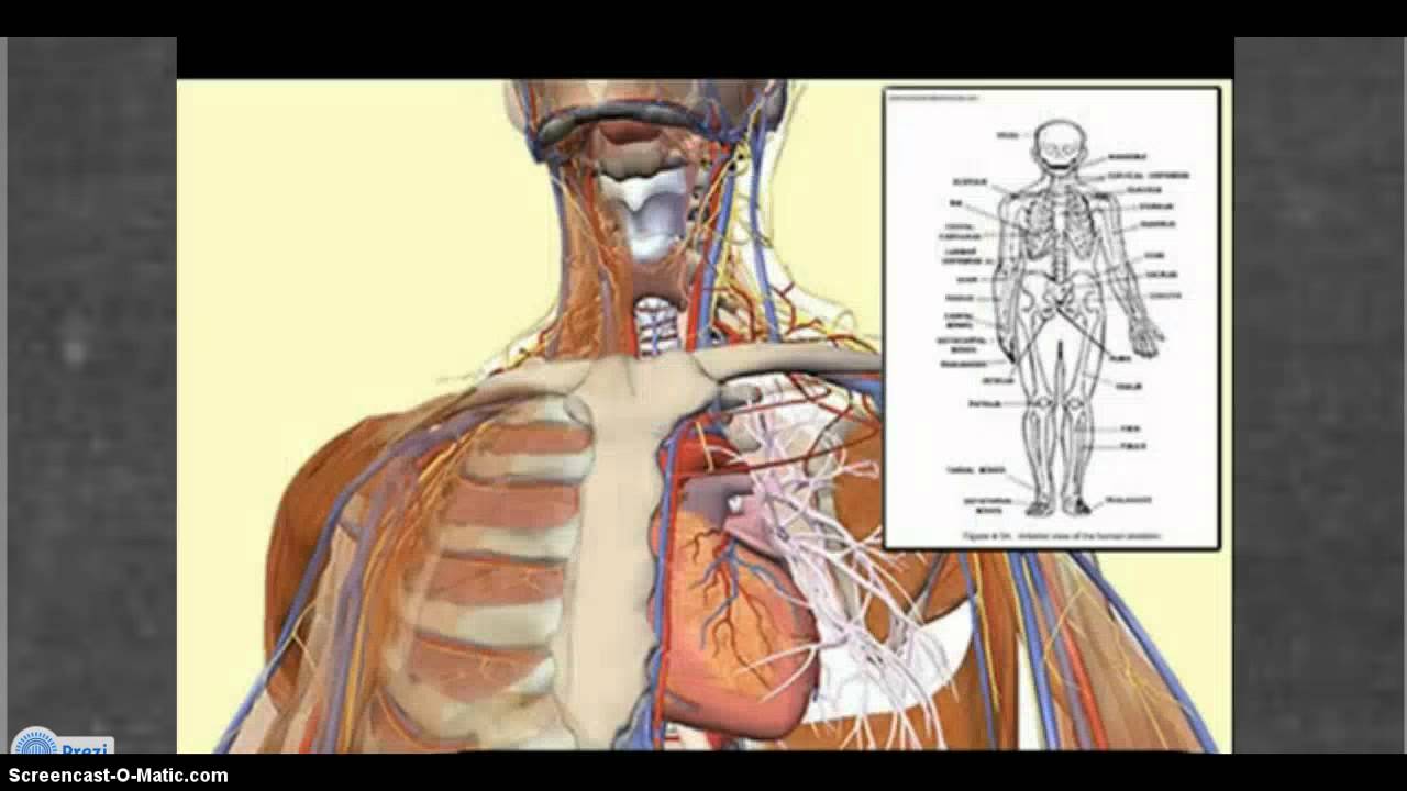 Human Fisiology - YouTube