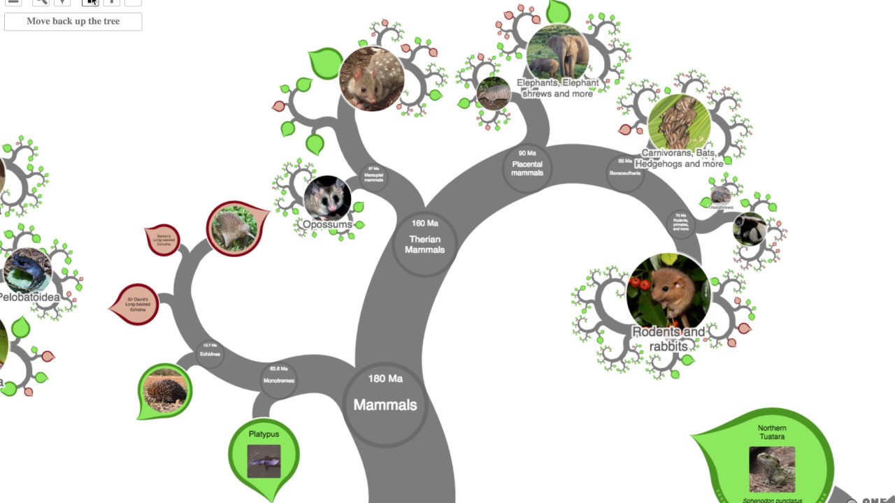 Zooming from humans to the full tree of life - YouTube
