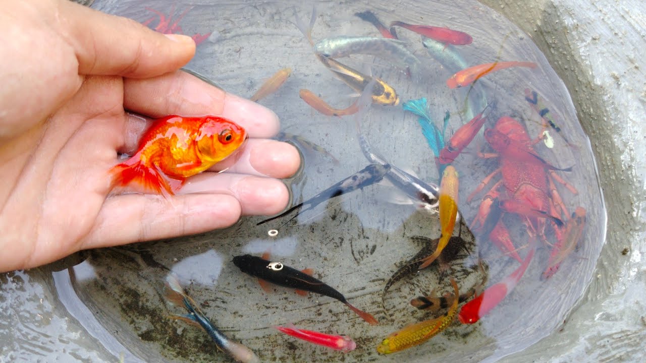 Menangkap ikan, cupang koi, koki slayer, moly ikan, guppy, lele - YouTube