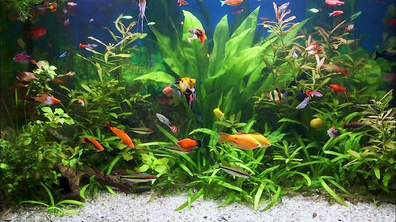 Relaxing aquarium. Красивый аквариум с рыбками - YouTube