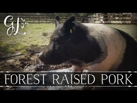Preparing to butcher a pig. Part 1 (Adorable farm animals raised with love)
