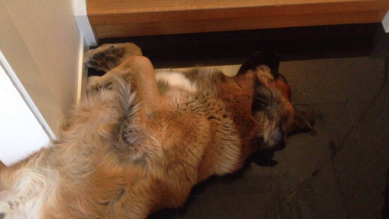 El Perro Más Tranquilo del Mundo. - YouTube