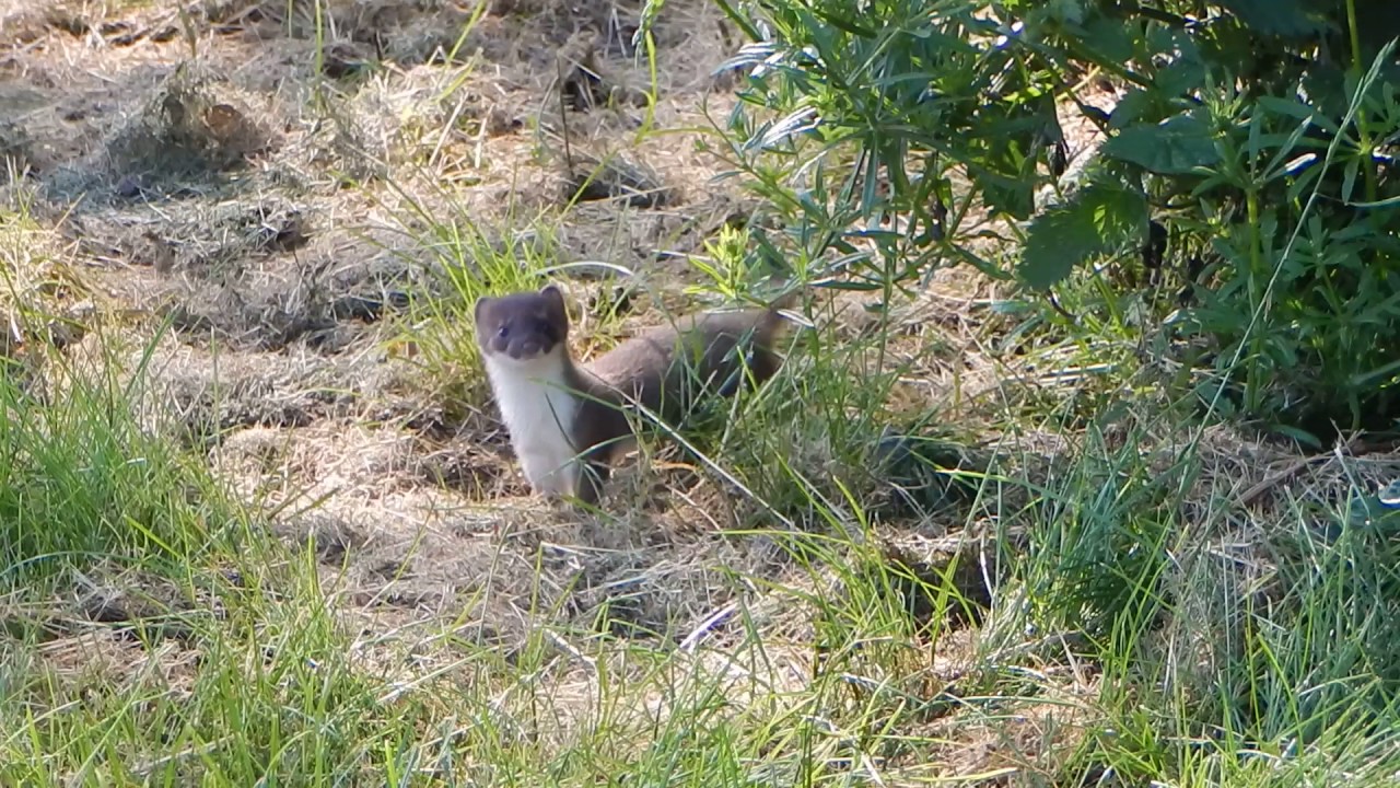 young stoat playing just 2 feet away !!!! - YouTube
