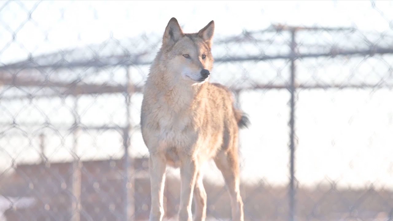 GLOBALink | Vlog: "Dancing with wolves" in China's Inner Mongolia - YouTube