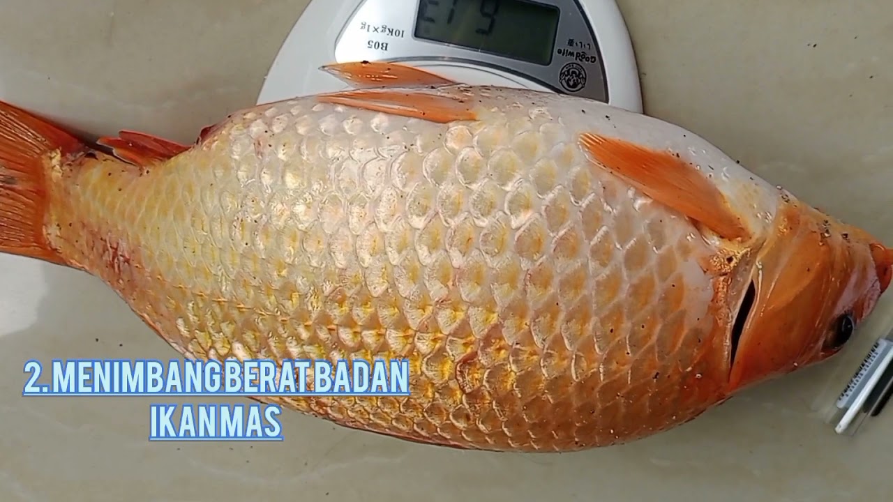 Kematangan Gonad Melalui TKG dan IKG Pada Ikan Mas (Cyprinus carpio ...