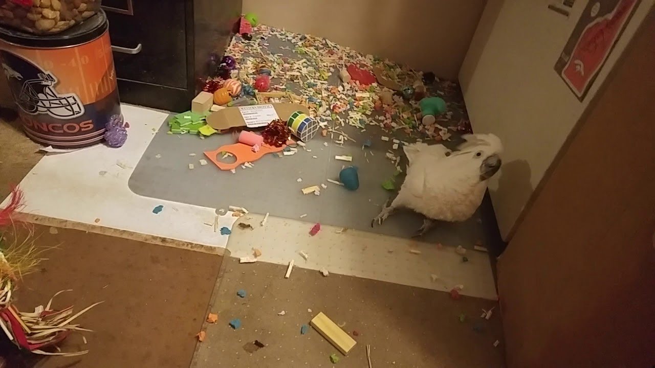 Cockatoo Can't Stop Laughing || ViralHog - YouTube