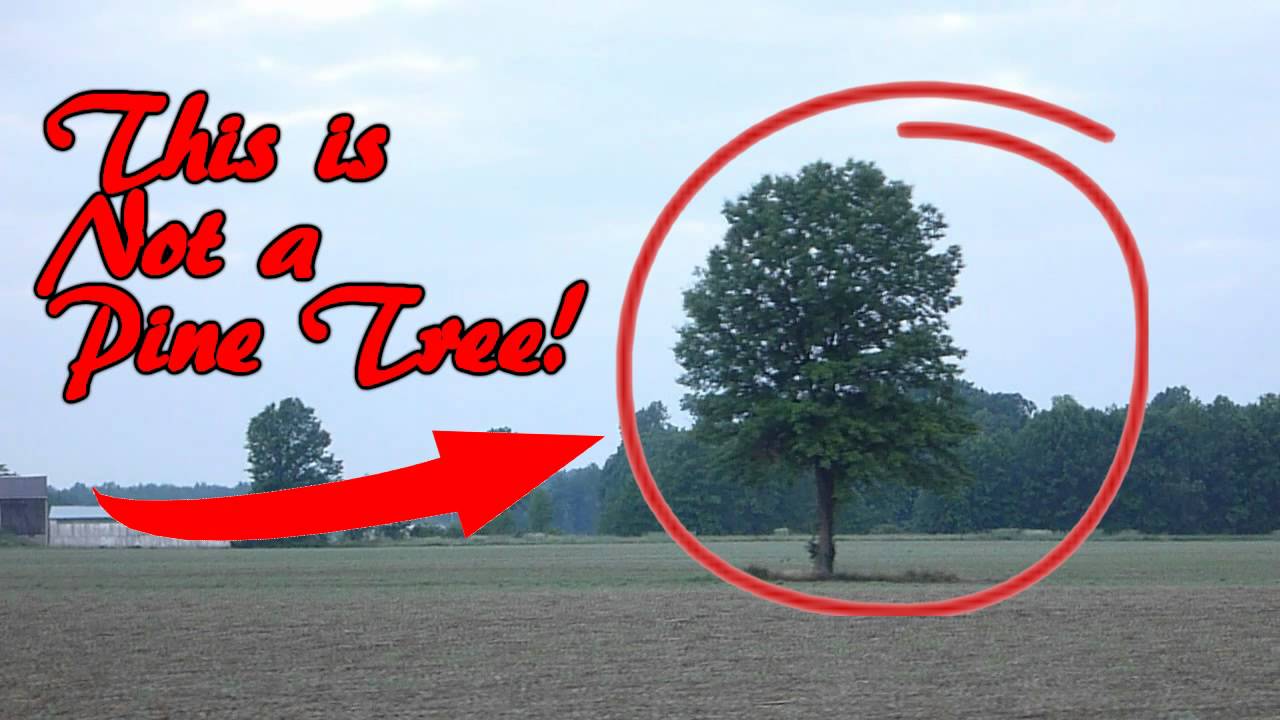 NO PINE TREES In This Video! - YouTube