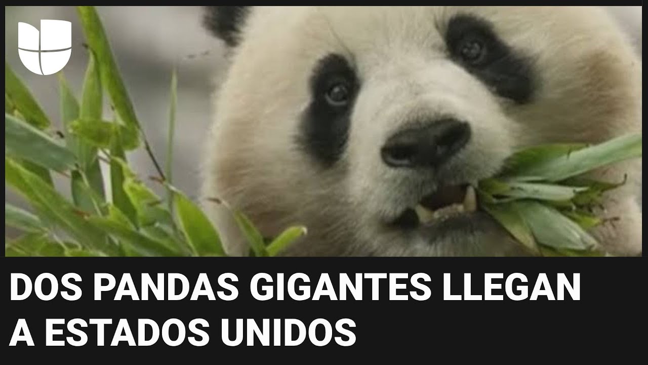 Dos pandas gigantes llegan a Washington DC provenientes de China ...
