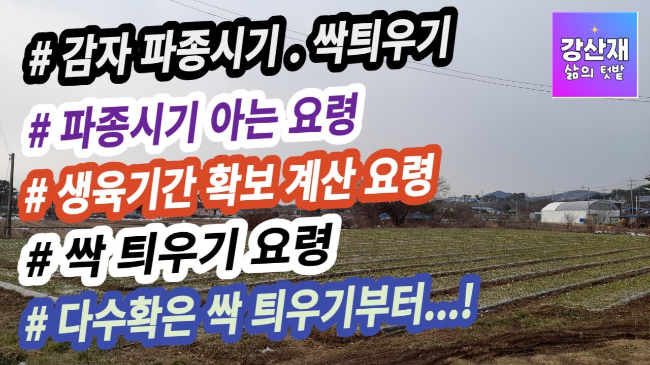 감자 파종시기 감자 싹틔우기 3월에 심는 작물 대표 감자 감자 생육기간 확보가 관건 본문 중 수학은 수확의 오타입니다