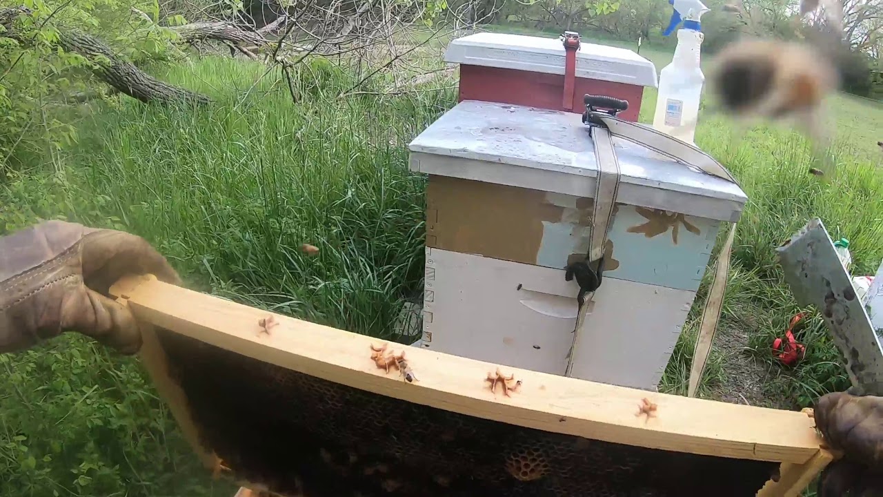When and how to add supers to your hives. - YouTube