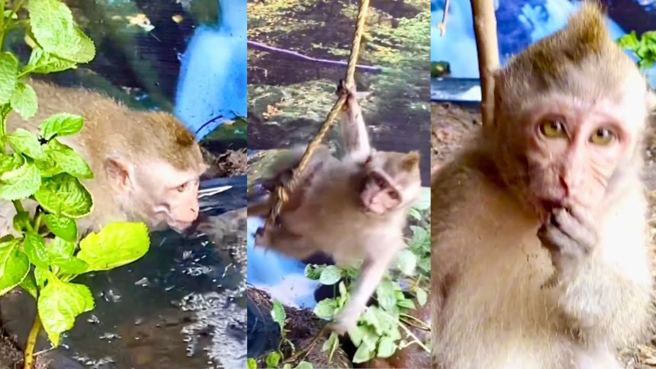 Monkey Dodo Just Eat Play and Drink - YouTube