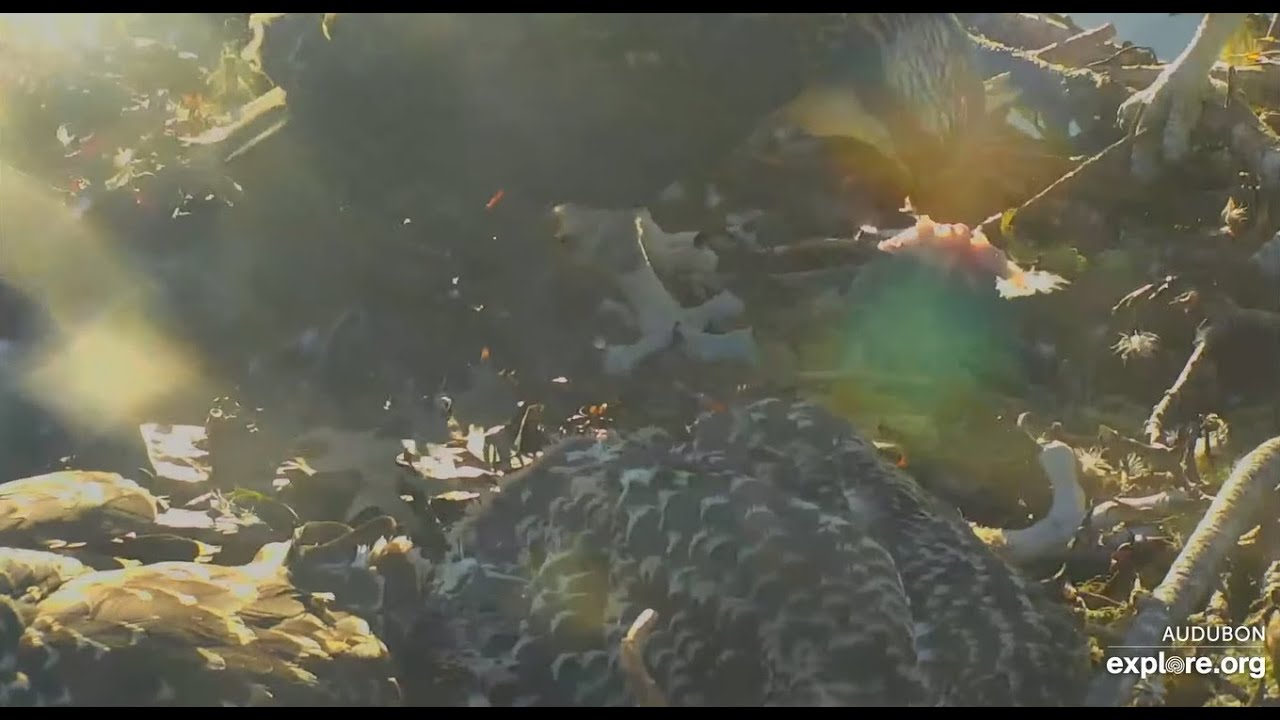 Sloop claims its first Fish and feeds itself! - Audubon Boathouse Nest ...