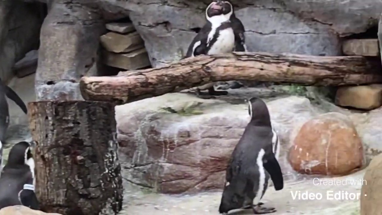 The penguins - YouTube